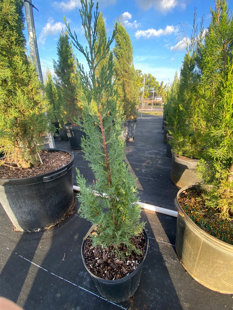 Italian Cypress Mediterranean Cypress - Etsy