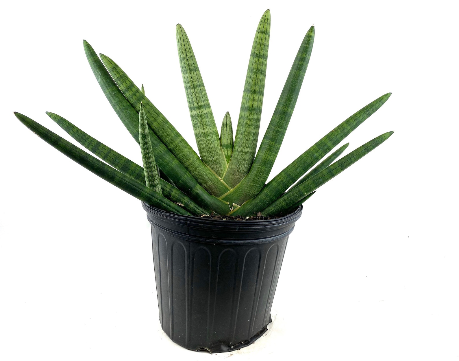 Sansevieria Starfish Boncel Cylindrica Snake Plant Live - Etsy