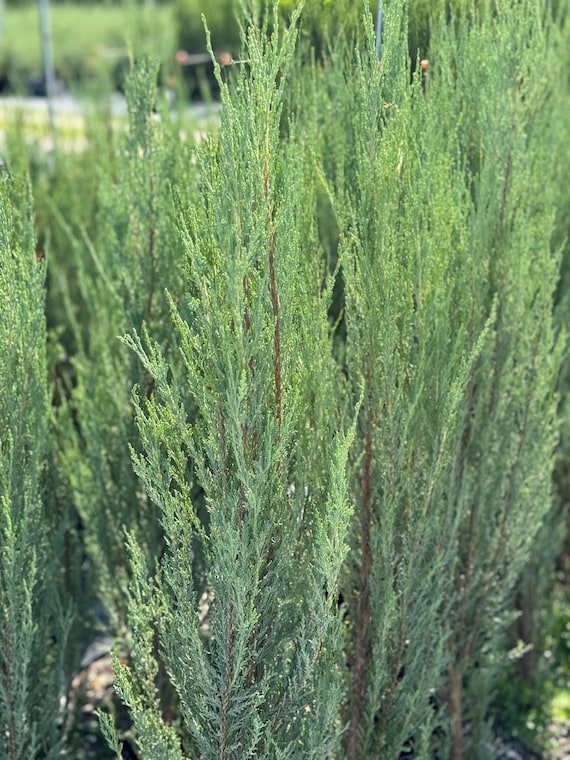 Blue Arrow Juniper