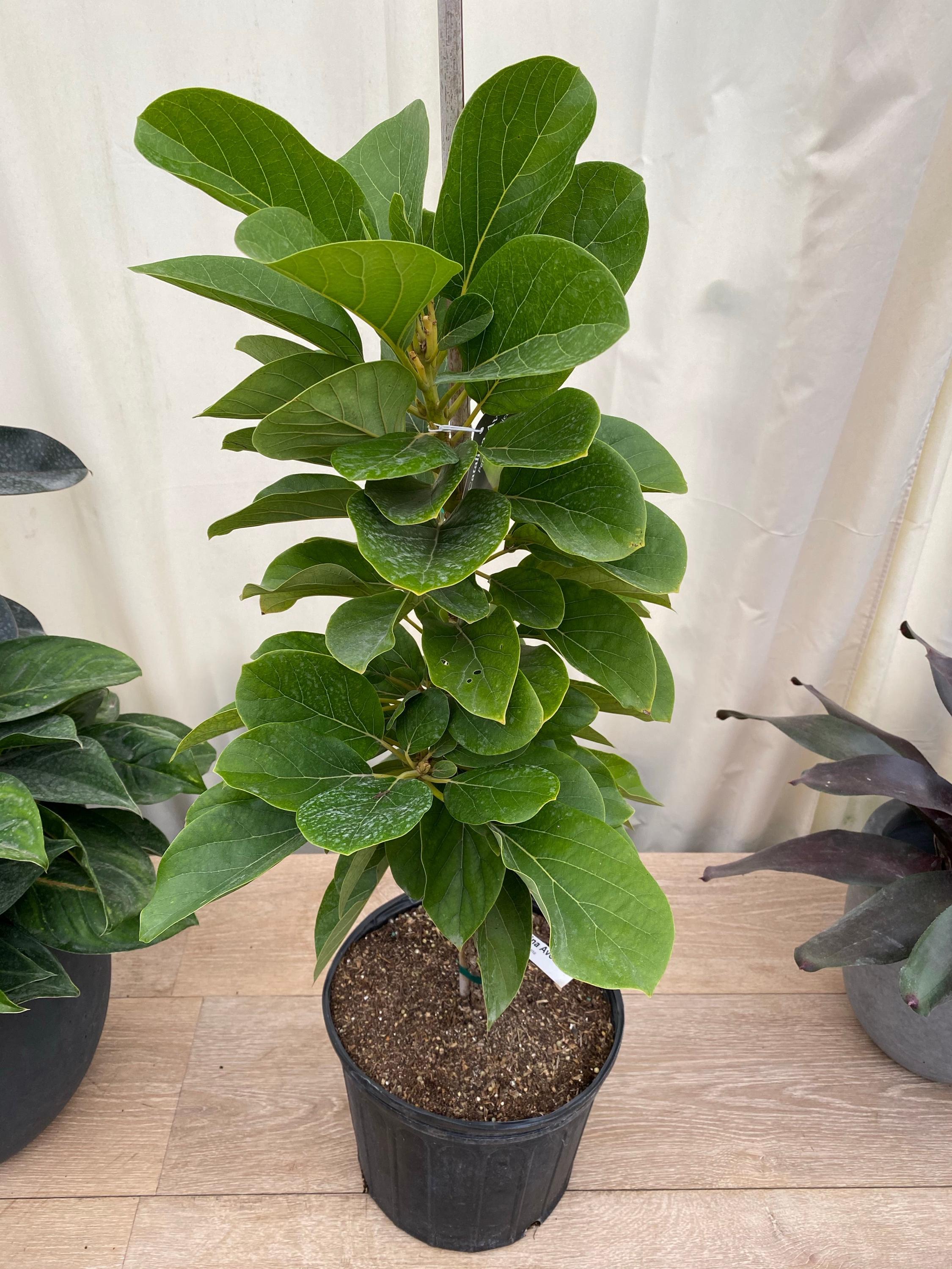 Russell Long Neck Avocado Fruit Tree - Etsy