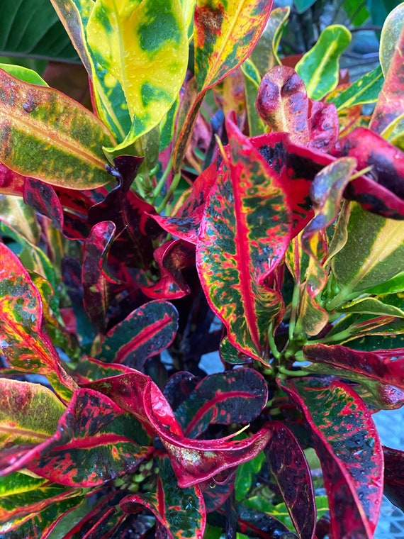 Croton Mammy Red