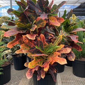 Croton Magnificent, Live Plant Indoor or Outdoor - Etsy