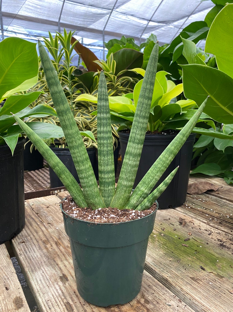 Sansevieria Starfish Patula Boncel Cylindrica Snake Plant | Etsy