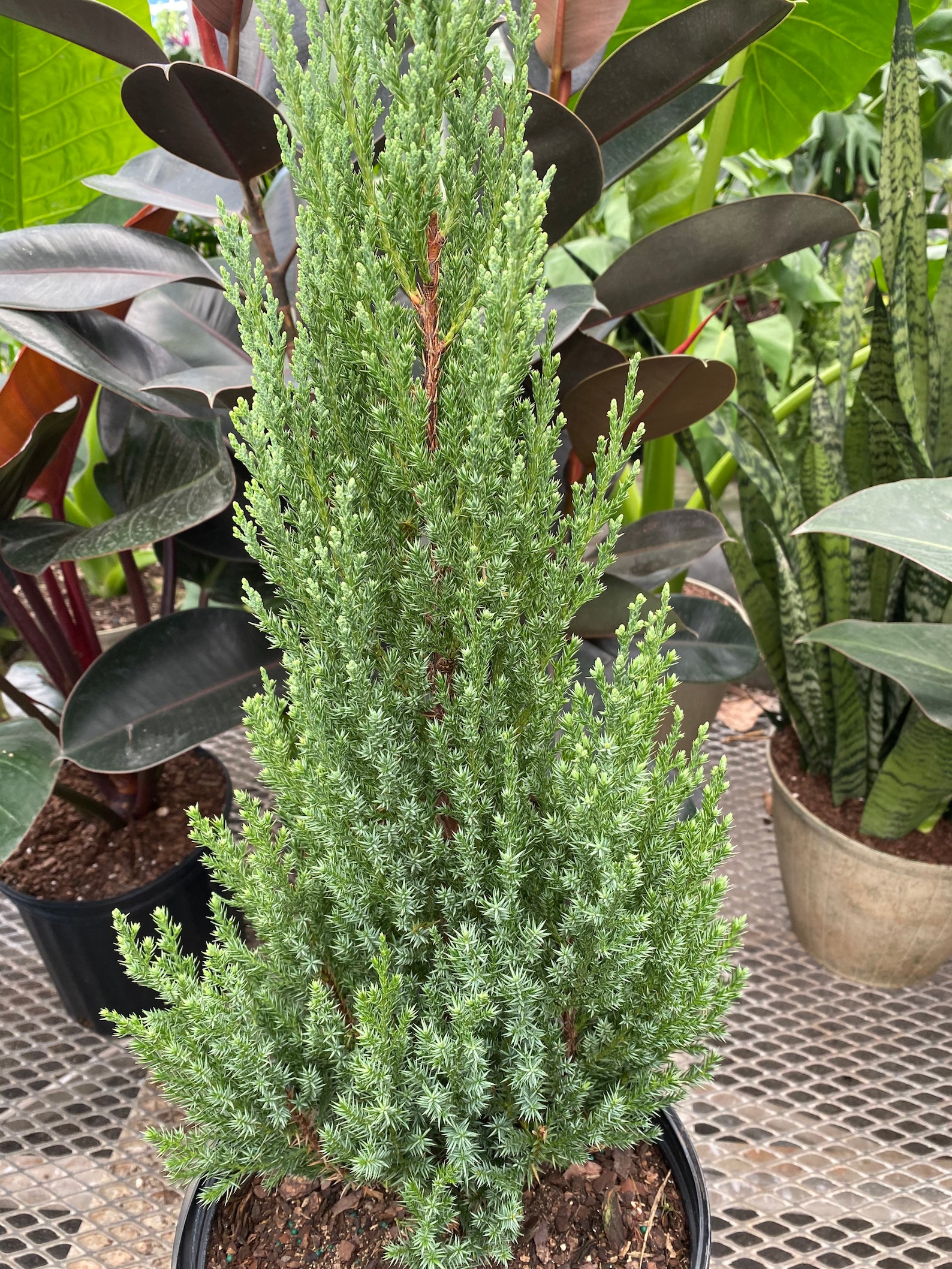 Blue Point Juniper, Juniperus Chinensis, Evergreen Privacy Conifers - Etsy