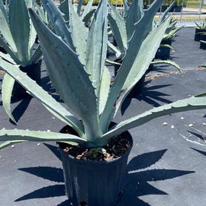 Agave 'gainesville Blue' Gator Century Agave Blue Americana - Etsy