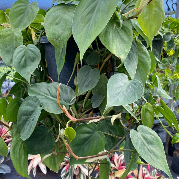 Live Heart Leaf Philodendron - Etsy