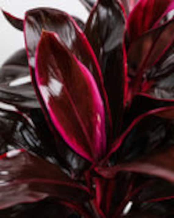 Cordyline Fruticosa Ruby Good Luck Plant - Etsy