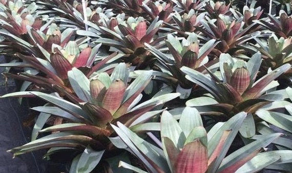 Bromeliad Alcantarea Imperialis - Etsy Bromeliad Alcantarea Imperialis - Etsy