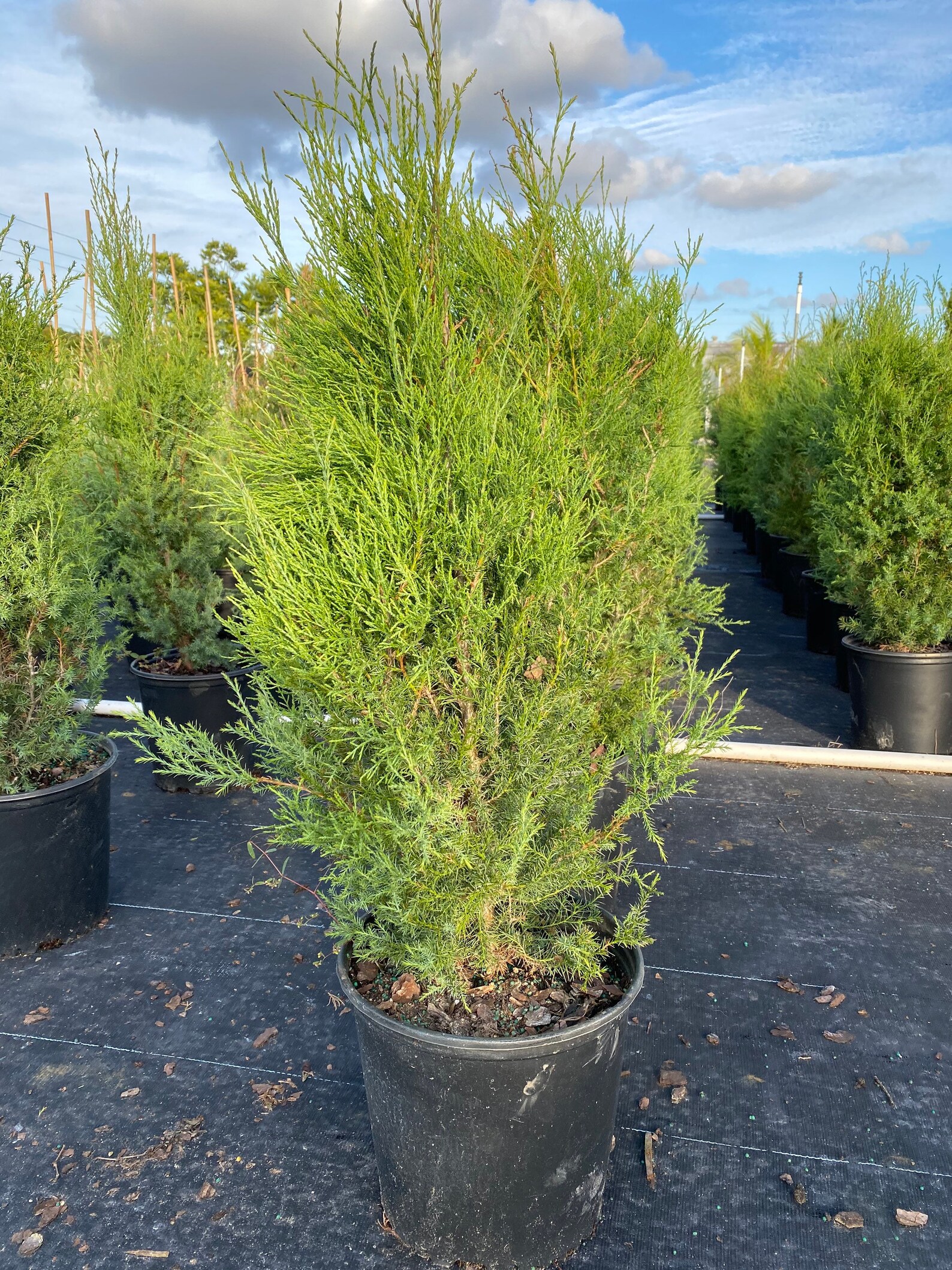 Brodie Eastern Red Cedar Tree, Fast Growing Evergreen Privacy Cypress ...