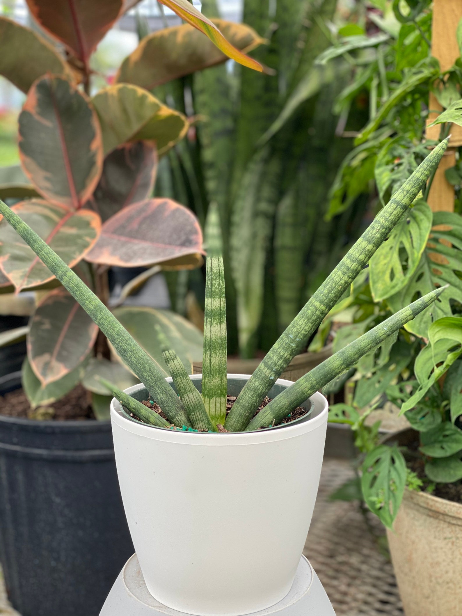Sansevieria Starfish Boncel Cylindrica Snake Plant Live | Etsy