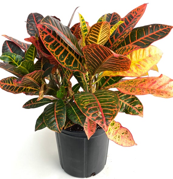 Croton Petra Codiaeum Variegatum Live Tropical Indoor Plant - Etsy
