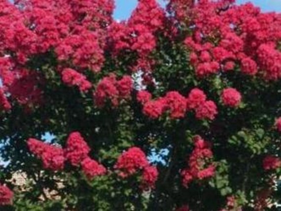 Dynamite Crape Myrtle Tree