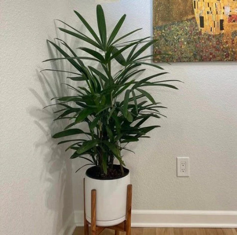 Lady Palm Rhapis Excelsa Indoor Queen Palm - Etsy