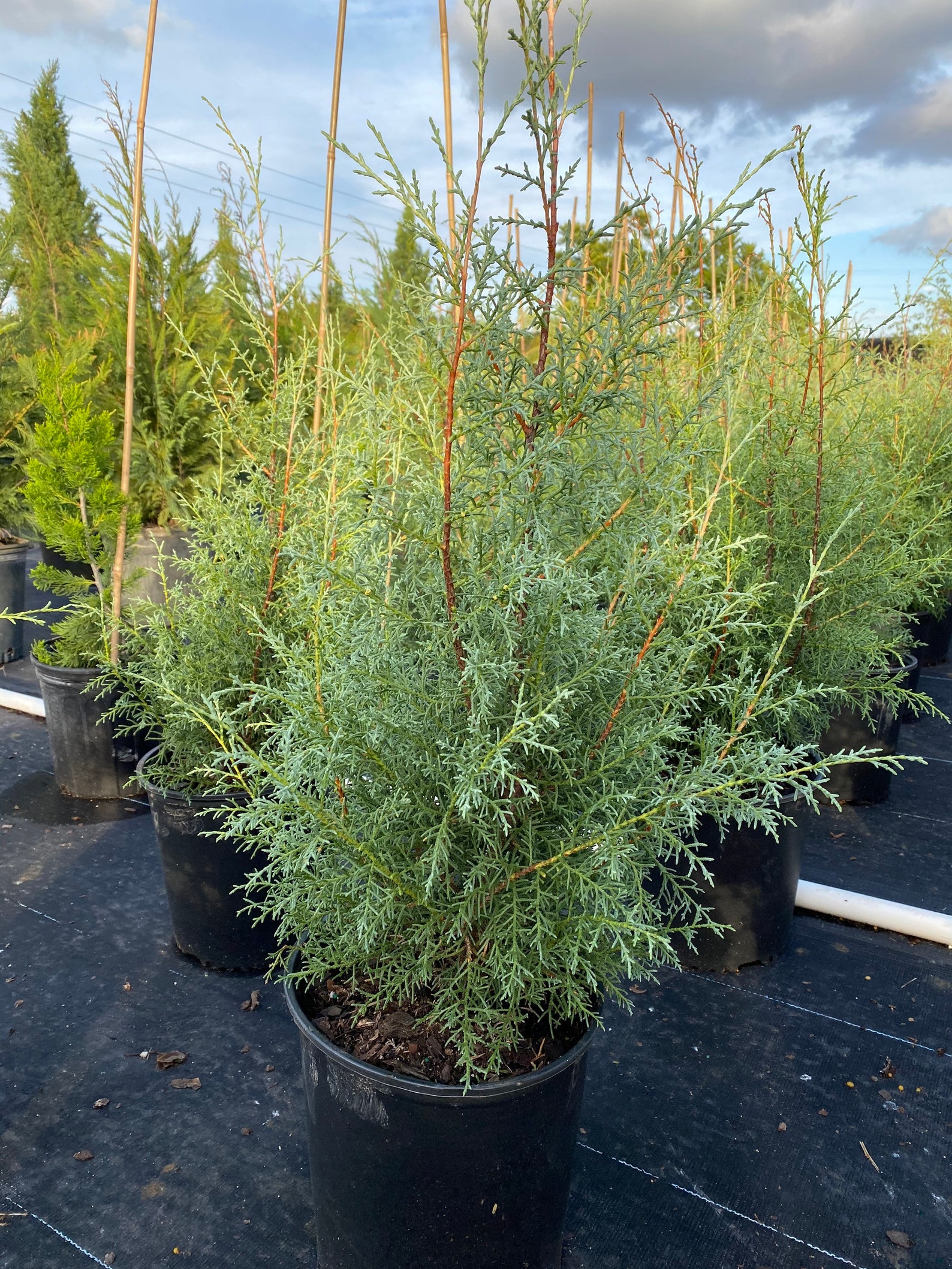 Brodie Eastern Red Cedar Tree Fast Growing Evergreen Privacy - Etsy
