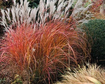 Miscanthus Sinensis purpurascens, Flame Grass, Autumn Flame 1 Gallon ...