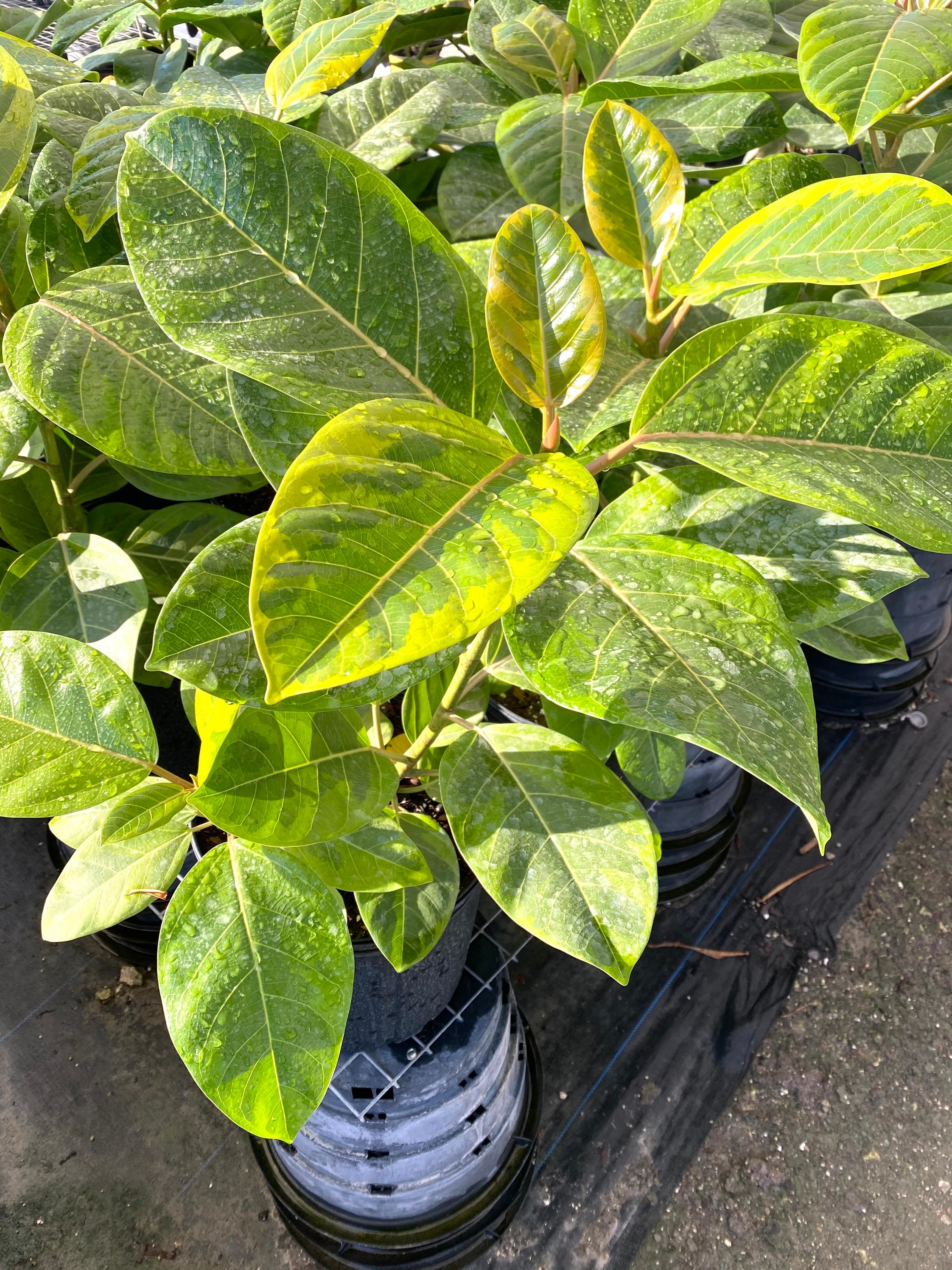 Ficus Altissima Variegated 2gal Pot 24-27in Overall Height | Etsy