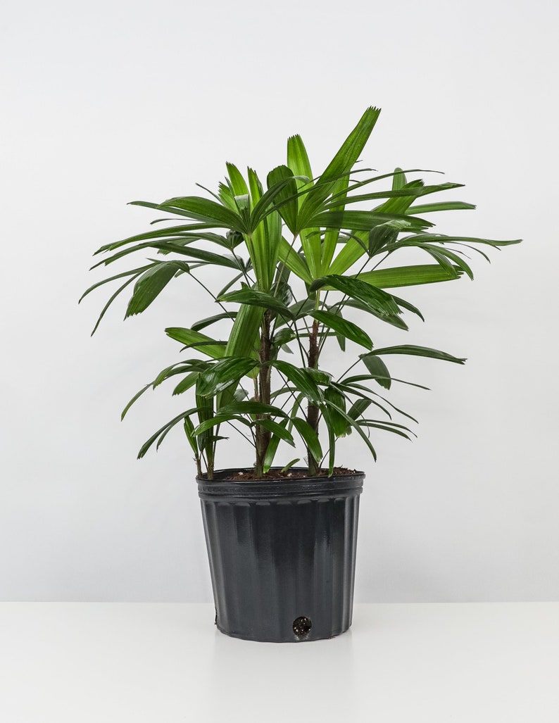 Lady Palm Rhapis Excelsa Indoor Queen Palm - Etsy
