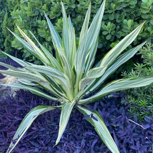 False Agave, Variegated Agave - Etsy