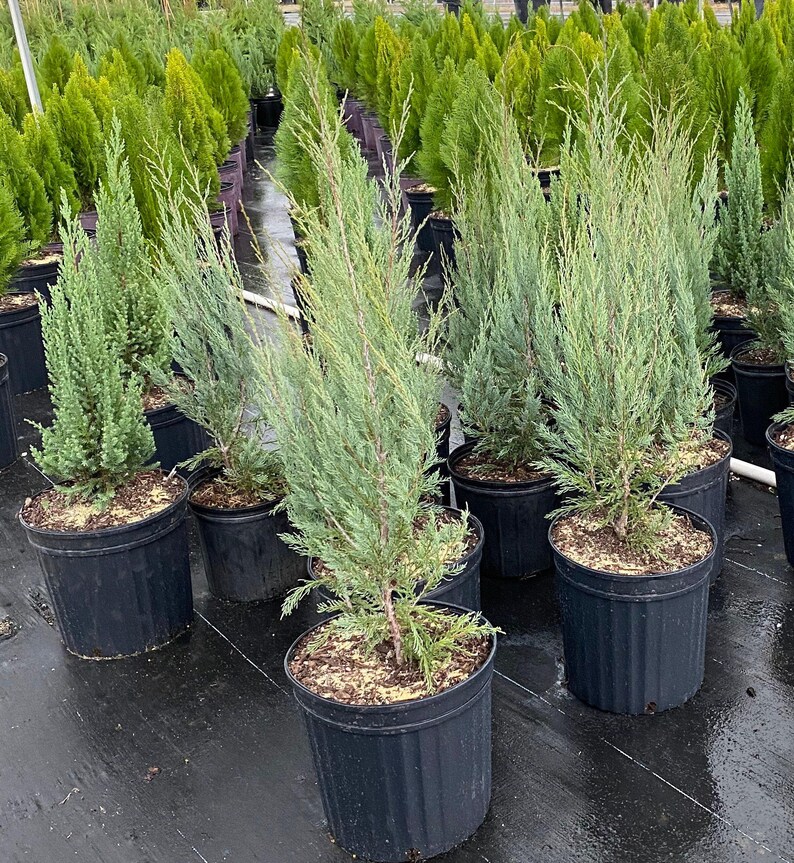 Skyrocket Juniper Juniperus Virginiana - Etsy