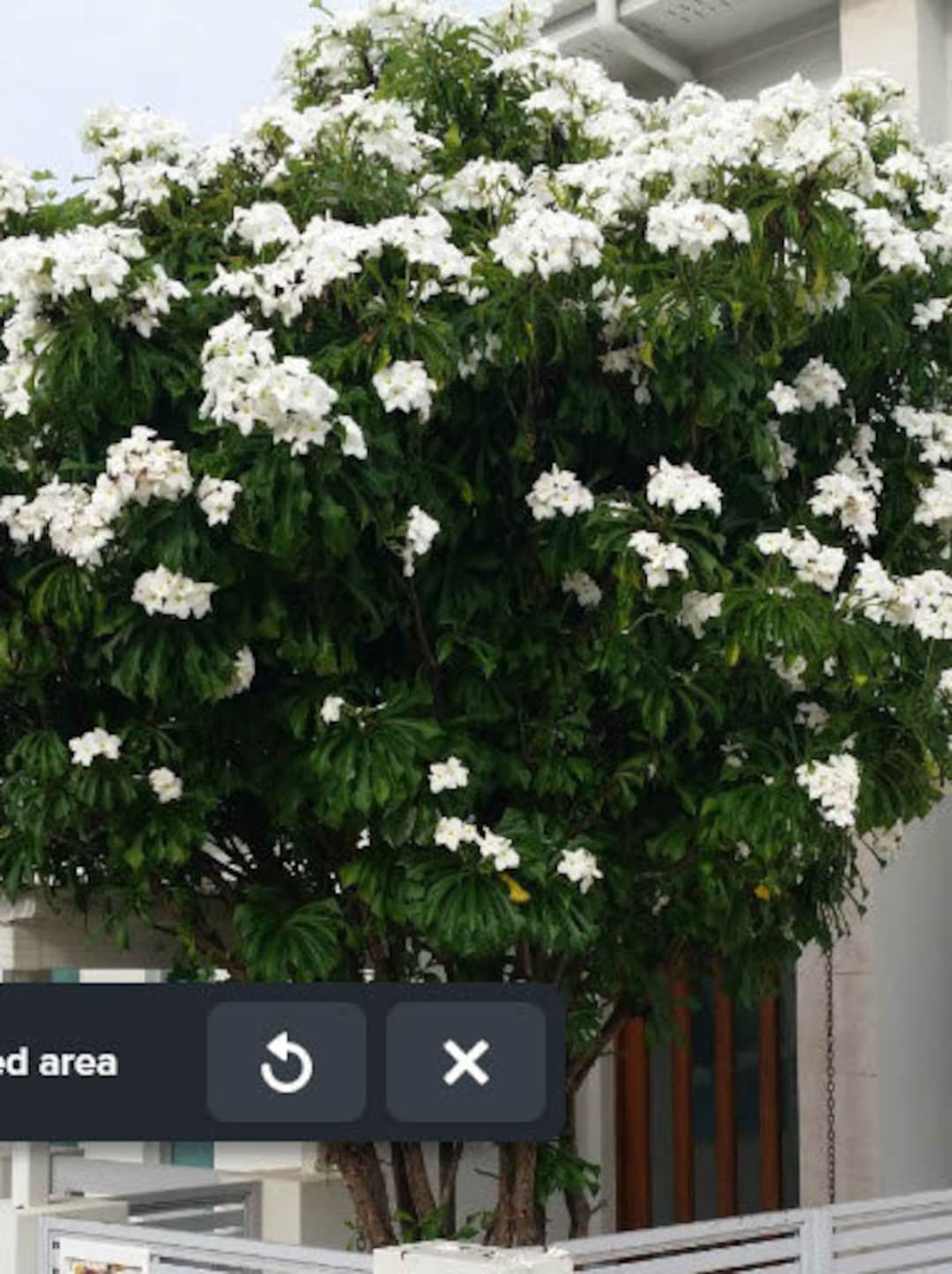 Ramo de novia Plumeria Árbol Planta viva con flores - Etsy México