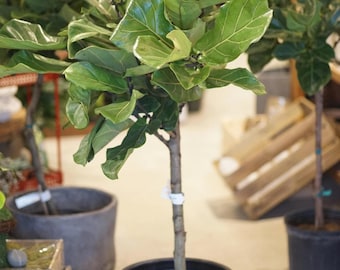 Ficus Lyrata Tree Form Double, Fiddle Leaf Fig Tree - Etsy