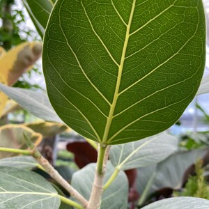Ficus Audrey Tree Form Double, Ficus Benghalensisis Bengal Fig - Etsy