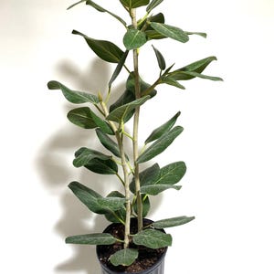 Ficus Banyan Tree Form Single Stem, Ficus Benghalensisis, Best Indoor ...