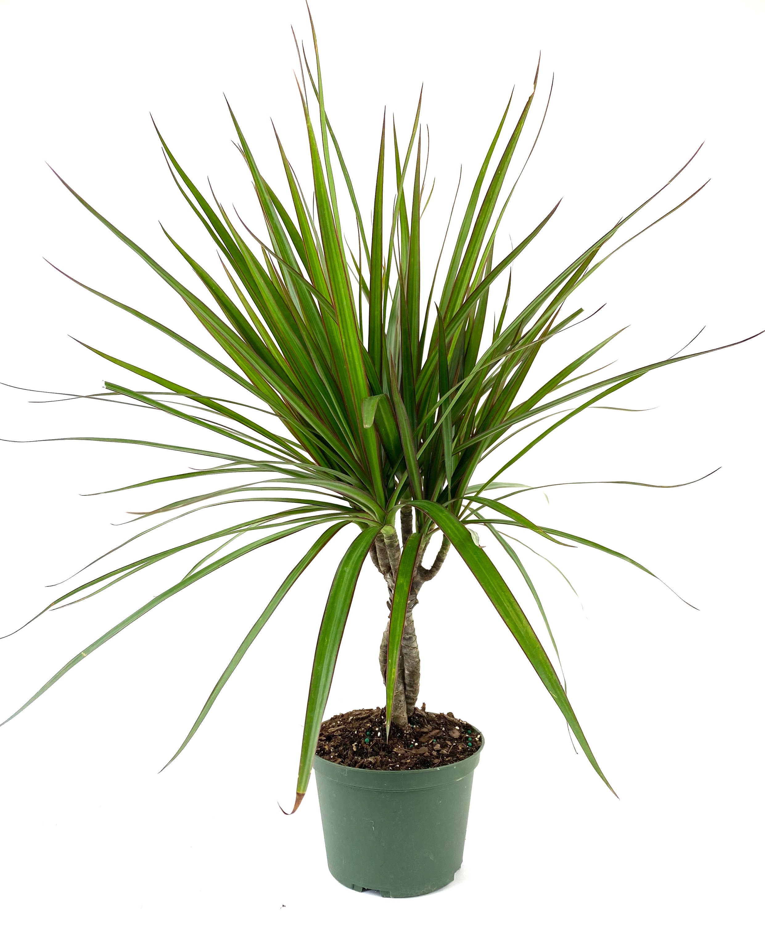 Dracaena Braided Green Marginata Dragon Tree 6 Grower | Etsy