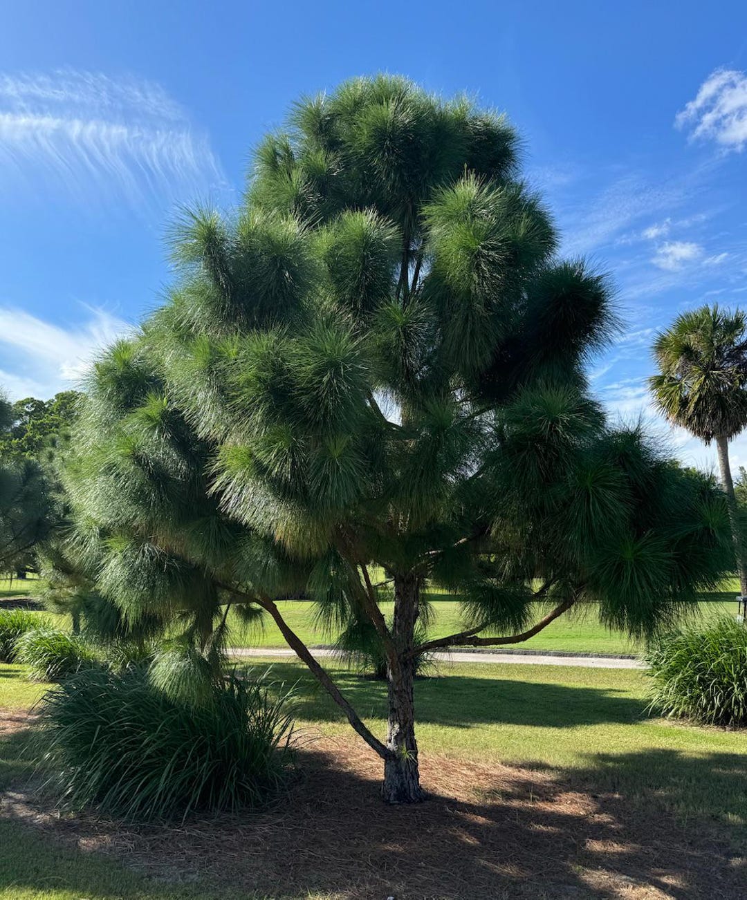 South Florida Slash Pine, Pinus Elliottii Densa - Etsy