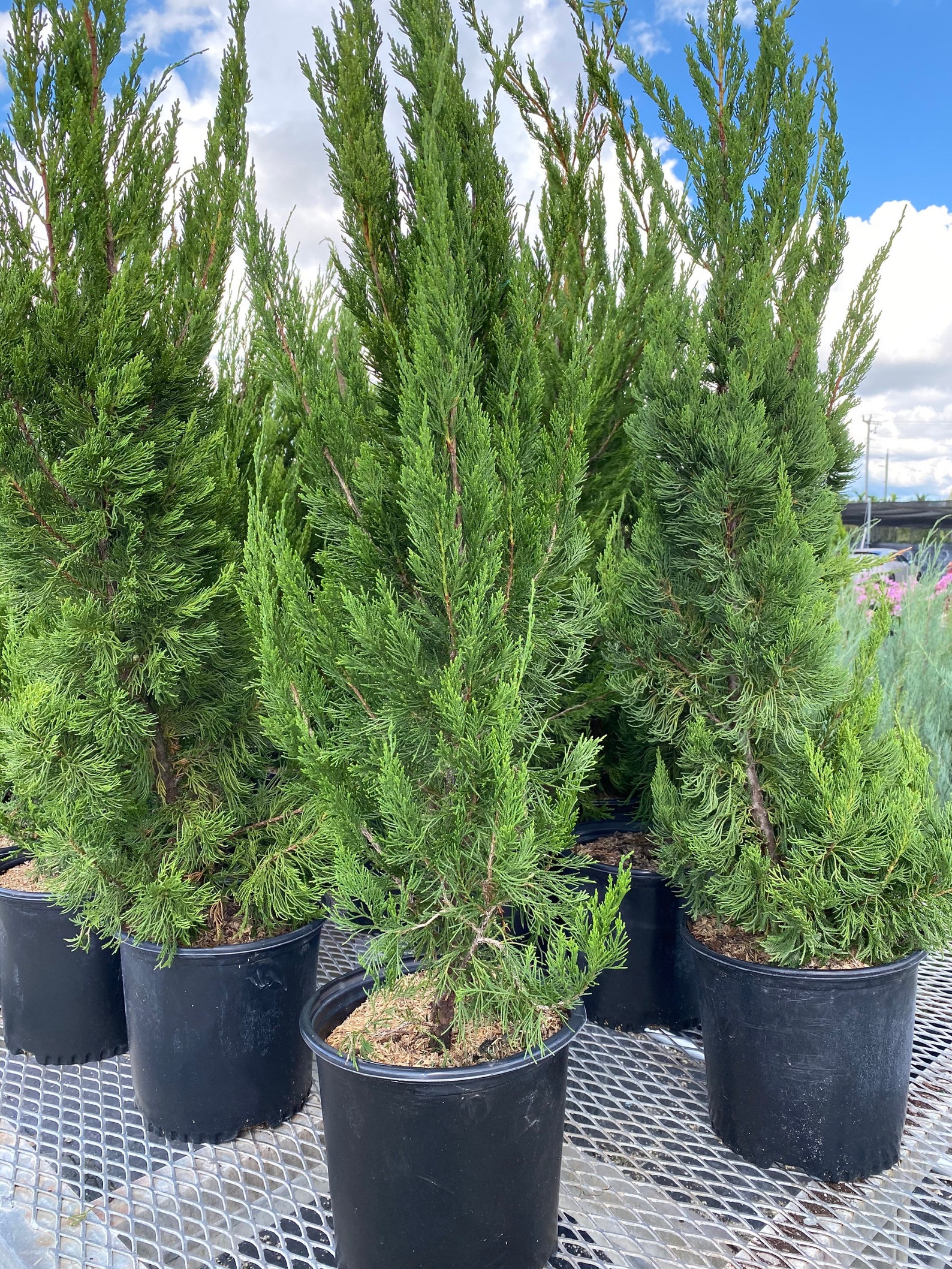 Spartan Juniper Tree Fast Growing Evergreen Privacy Cypress - Etsy