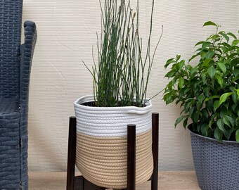 Horsetail Reed, Equisetum Hyemale, Horsetail Reed Grass, Horsetail Reed ...