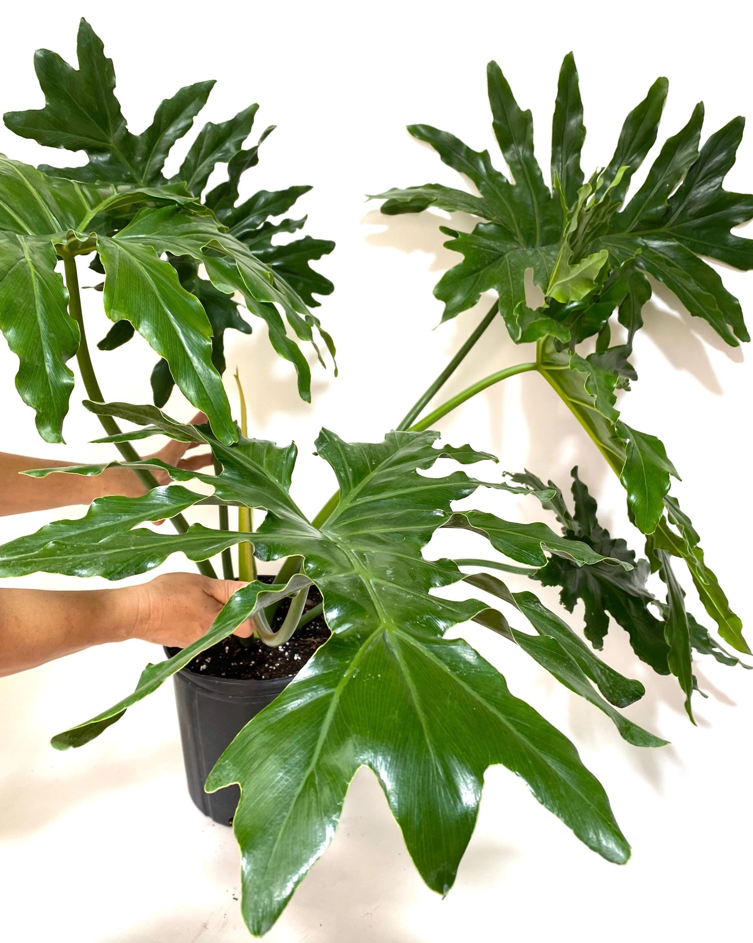 Split Leaf Philodendron 8626