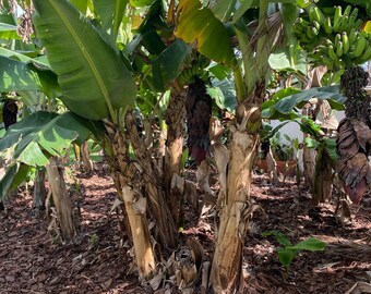 Live Grand Nain Banana Tree (musa Acuminata 'grand Nain') Live Plant 4 ...