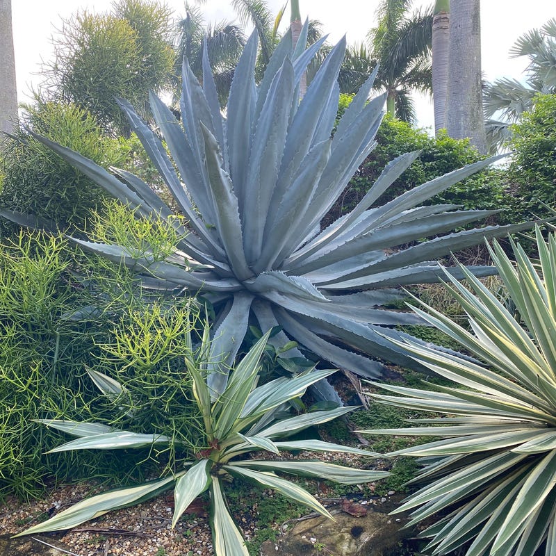 Agave - Etsy
