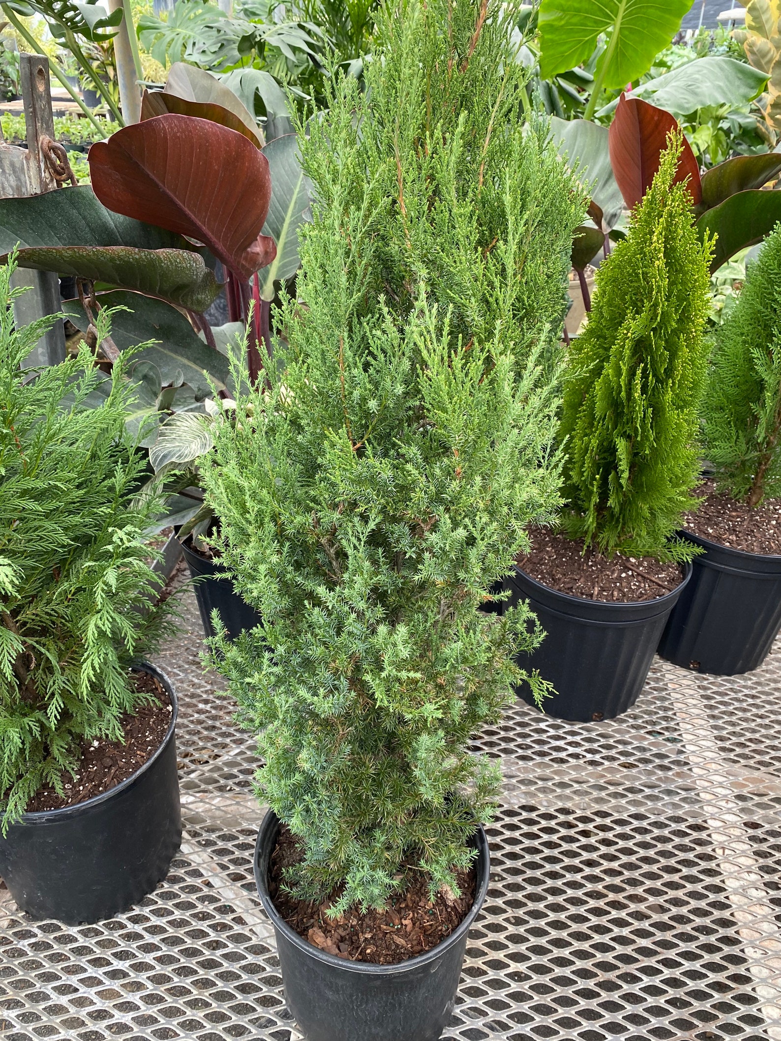 Brodie Eastern Red Cedar Tree, Fast Growing Evergreen Privacy Cypress ...