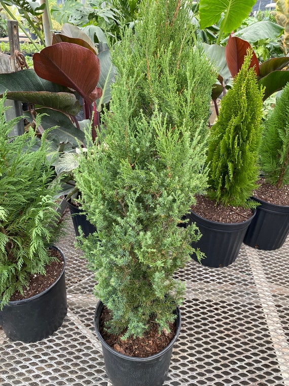 Juniperus Brodie árbol De Hoja Perenne