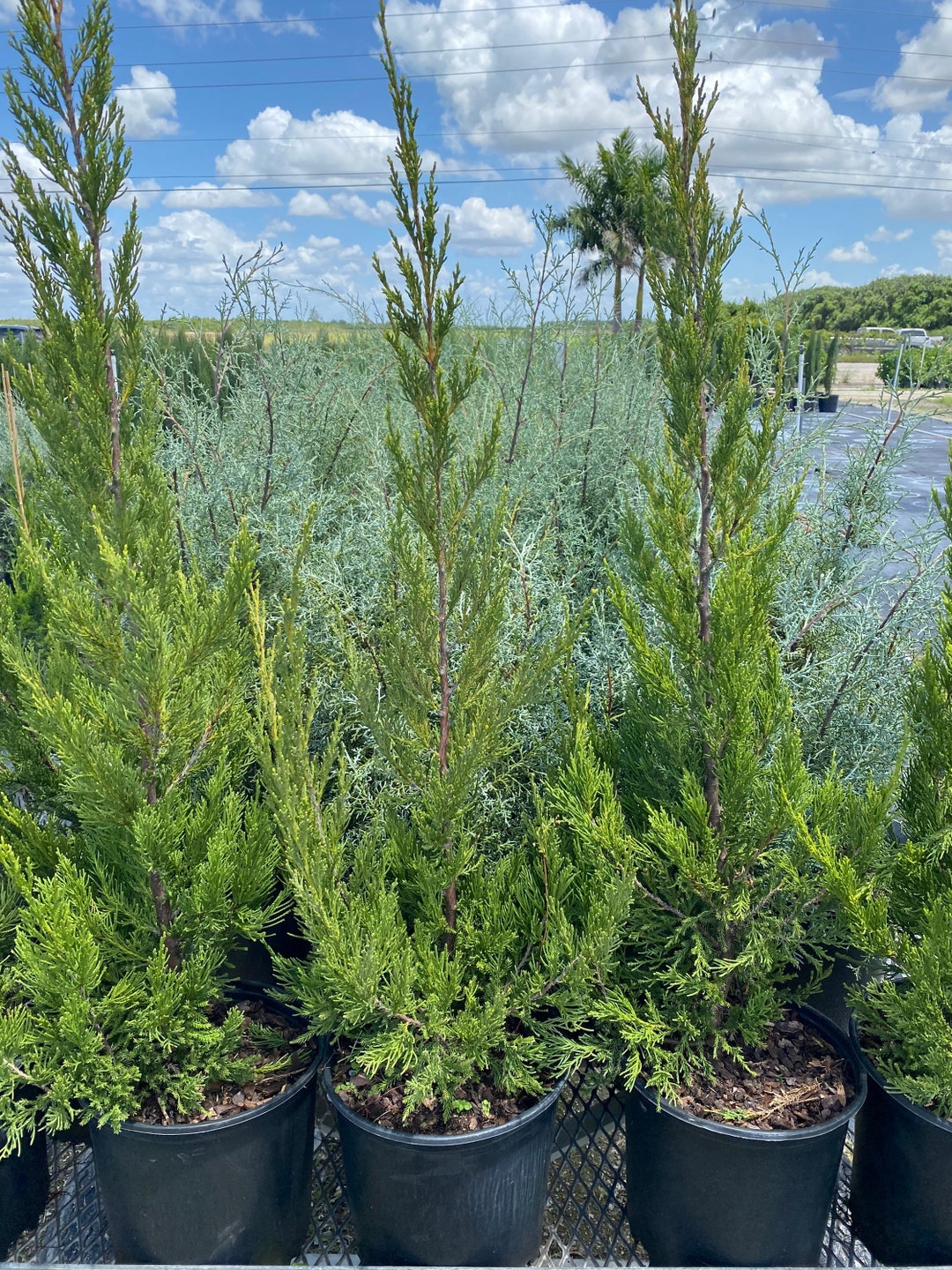 Hetzii Green Columnar Juniper, Juniperus Chinensis, Evergreen Privacy ...
