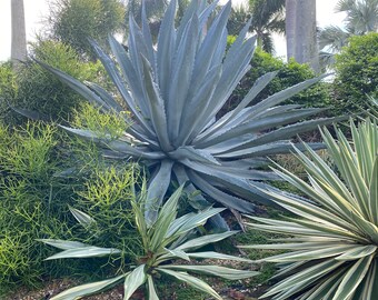 Agave Americana blue Century Plant - Etsy