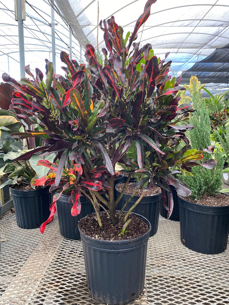 Croton Mammy Red Mammey Live Tropical Plant Indoor or Outdoor - Etsy