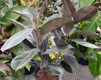 Rubber Plant Tree Form - Etsy