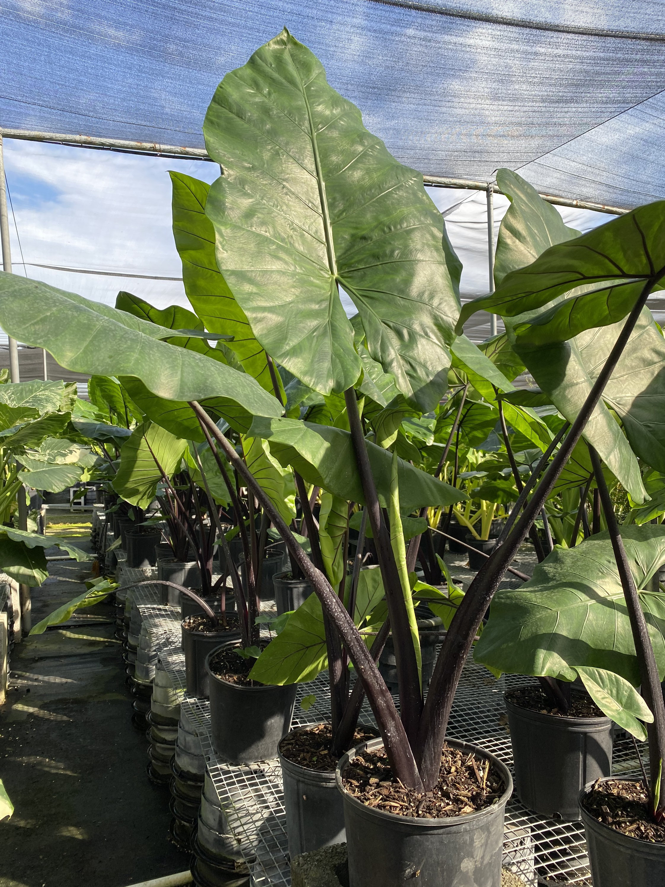 Zebra Elephant Ear Stems