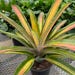 Bromeliad, Aechmea Alvarez Variegated - Etsy