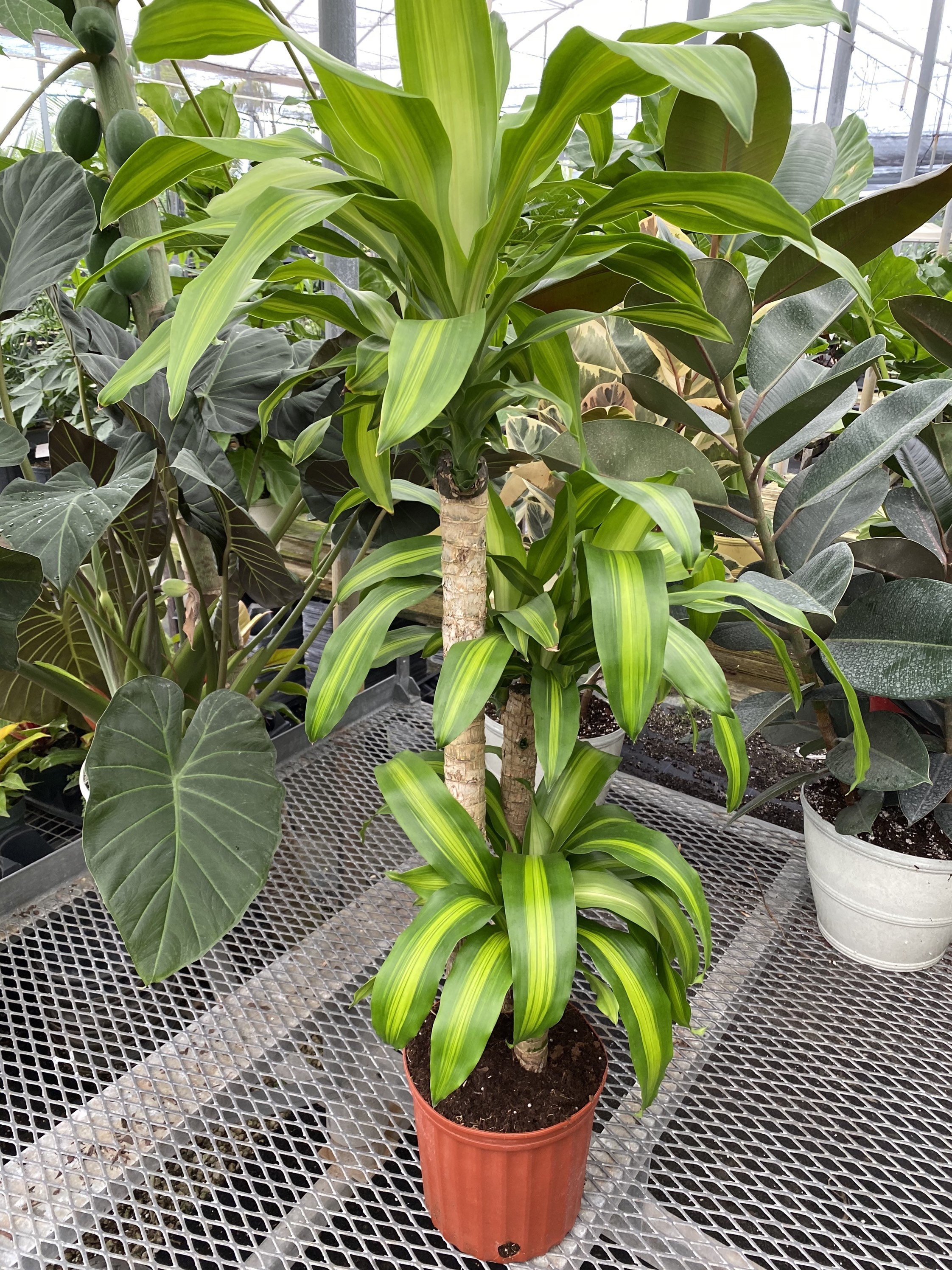 Dracaena Massangeana Mass Cane 3 Stems Staggered Corn Plant - Etsy