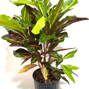Croton Magnificent, Live Plant Indoor or Outdoor - Etsy