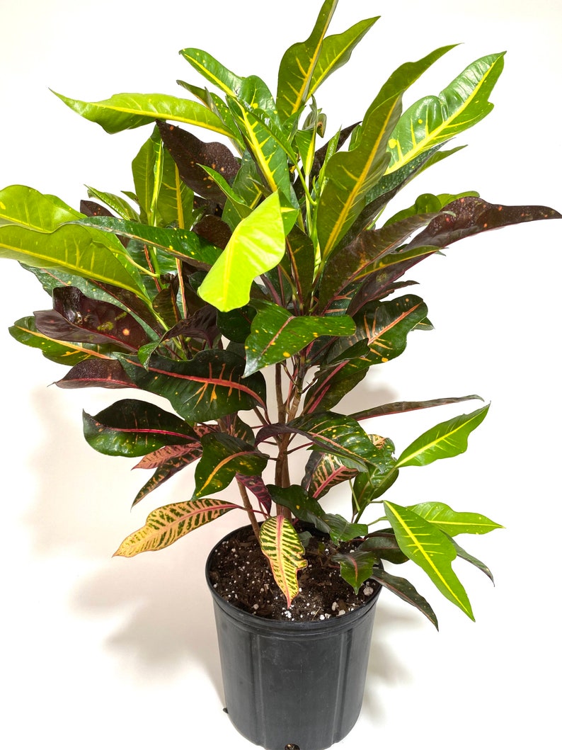 Croton Magnificent Live Plant Indoor or Outdoor - Etsy