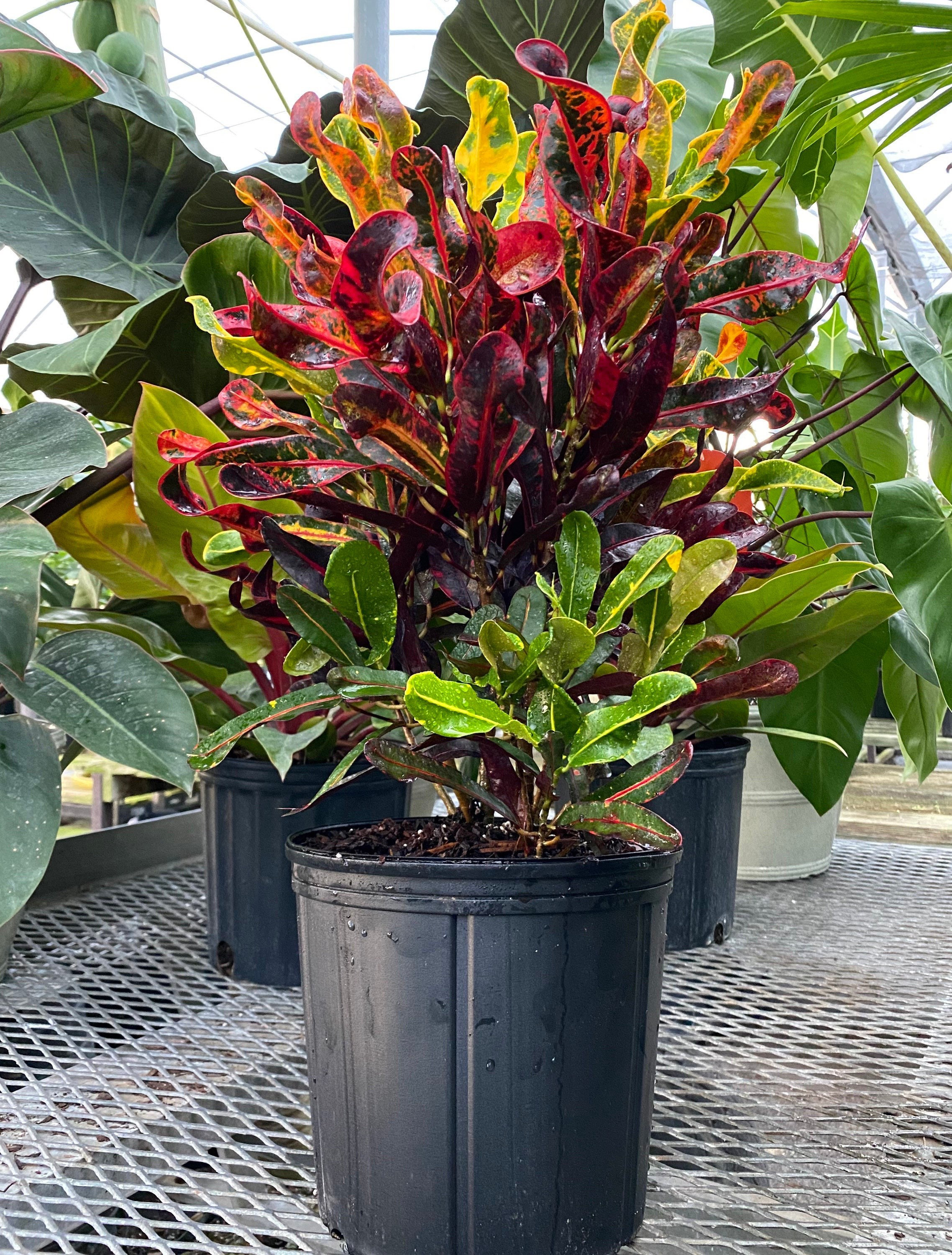 Croton Mammy