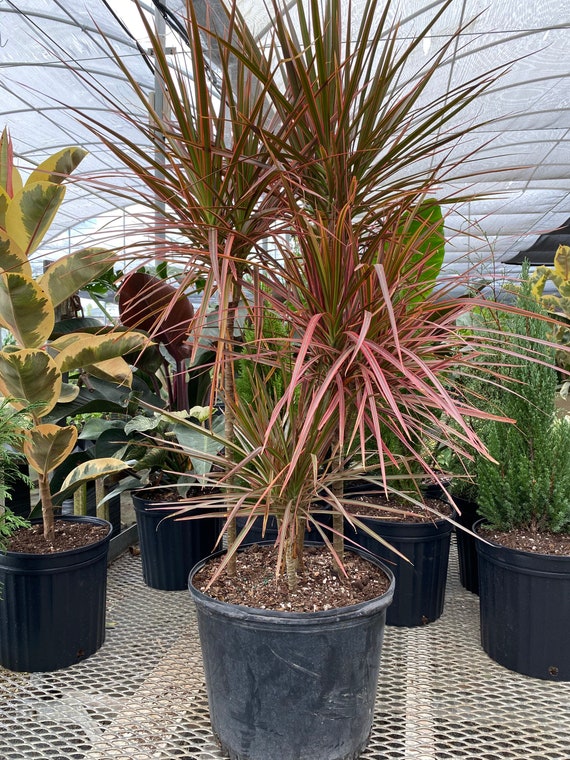 Dracaena Marginata Tricolor Care