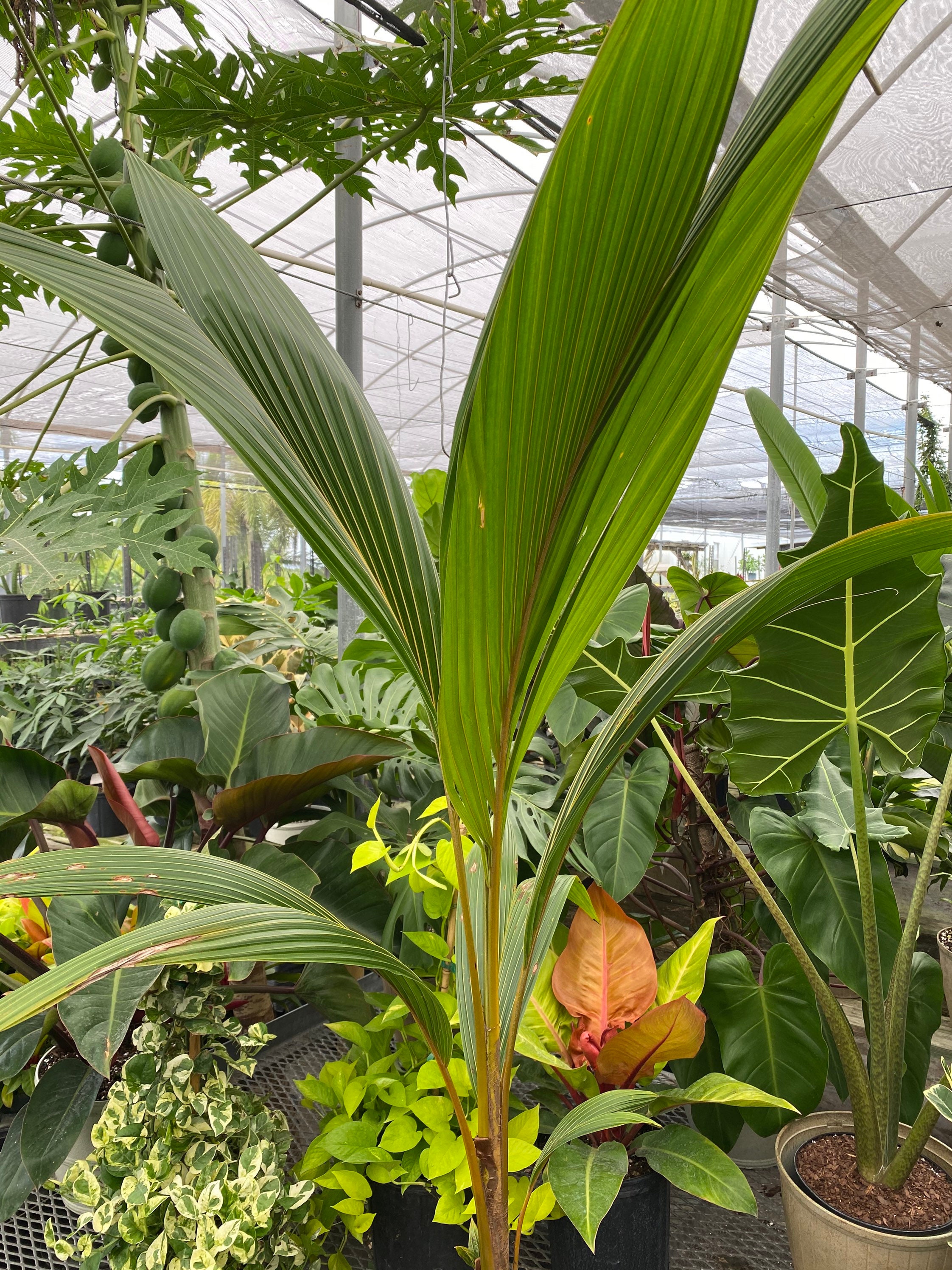 Palm Coconut Tree Red Spicata, Live Tropical Palm - Etsy