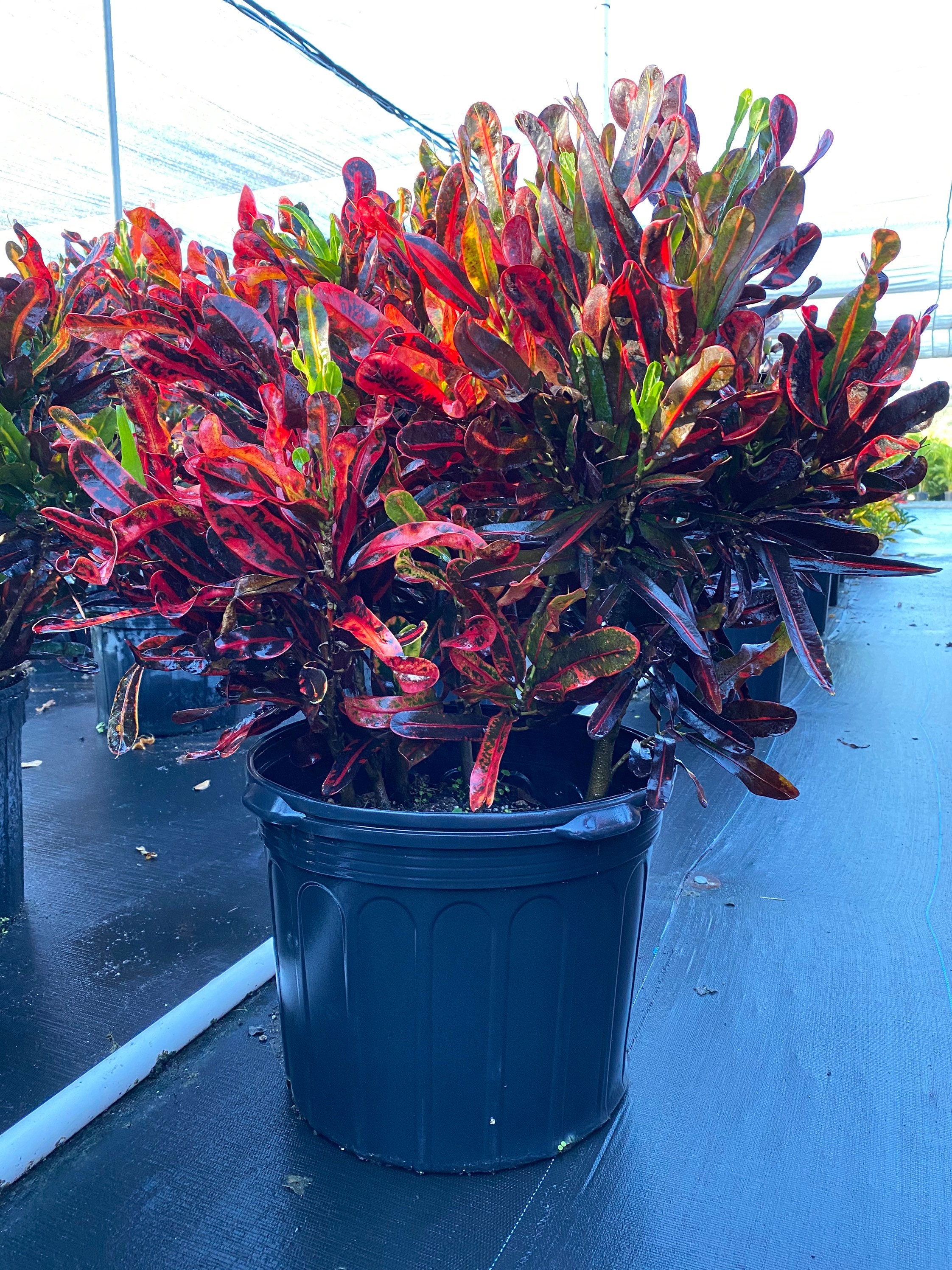 Croton Mammy Red