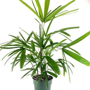 Lady Palm Rhapis Excelsa Indoor Queen Palm - Etsy